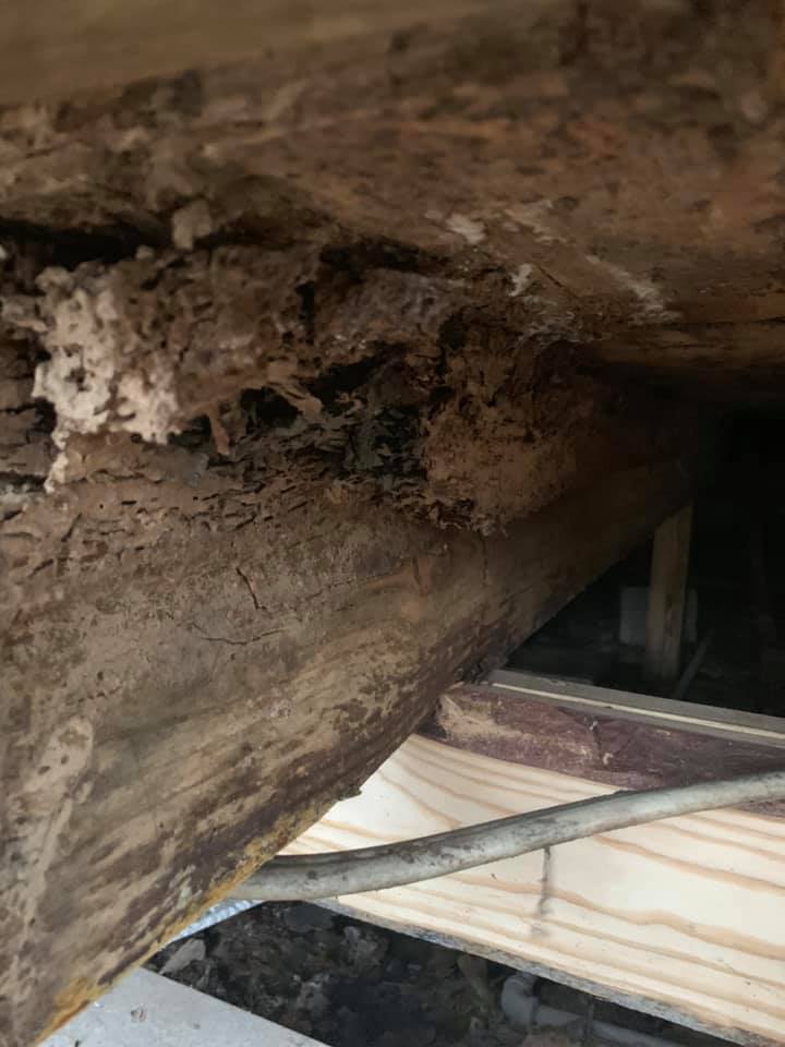 Branded Pest Defense